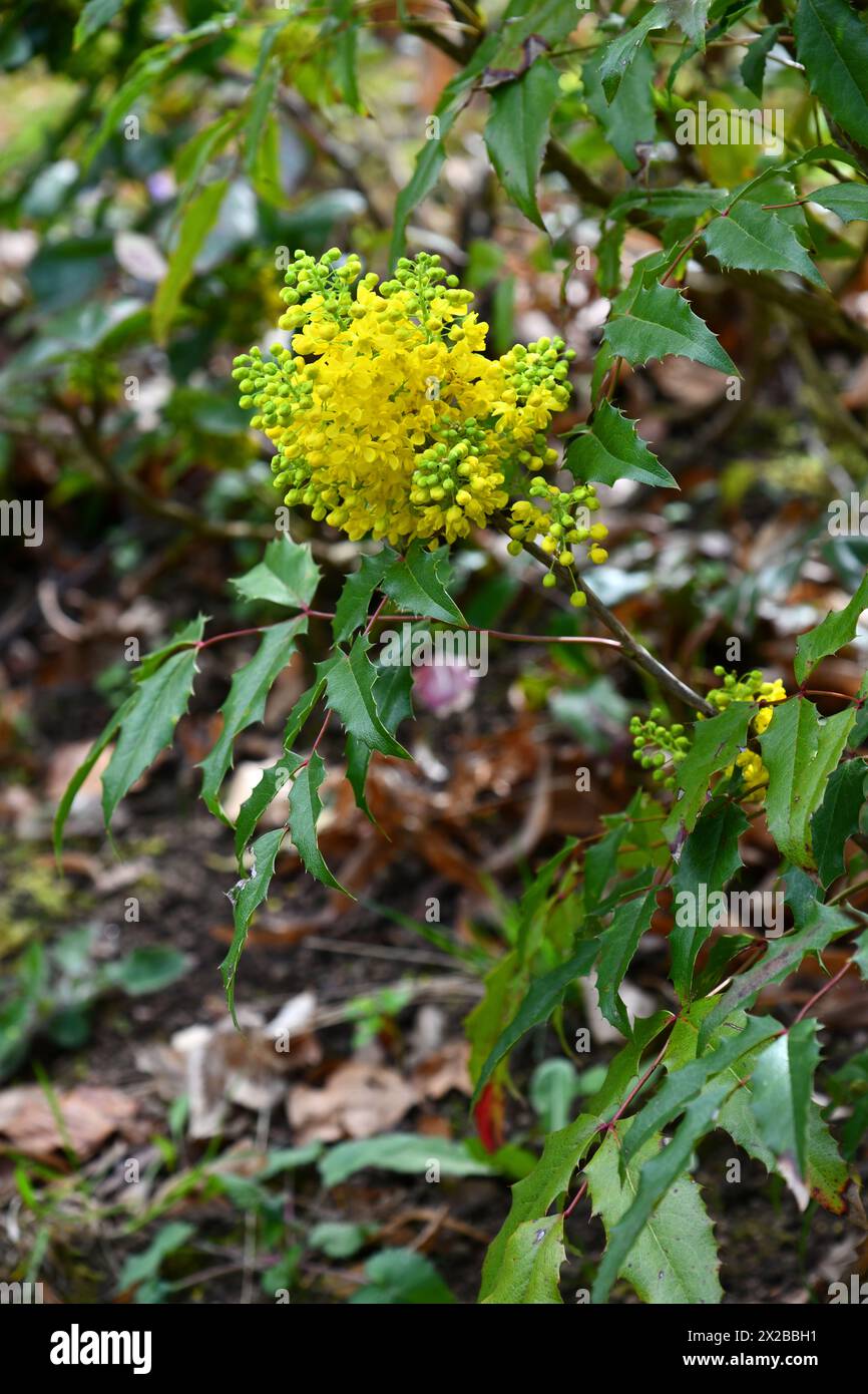 Creeping mahonia hi-res stock photography and images - Alamy