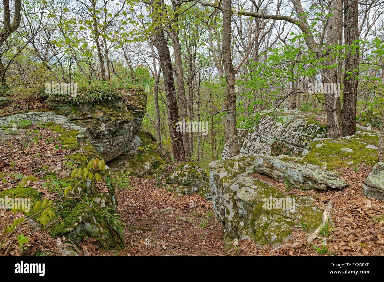 Boulder field in the forest with a trail going downward in between the ...