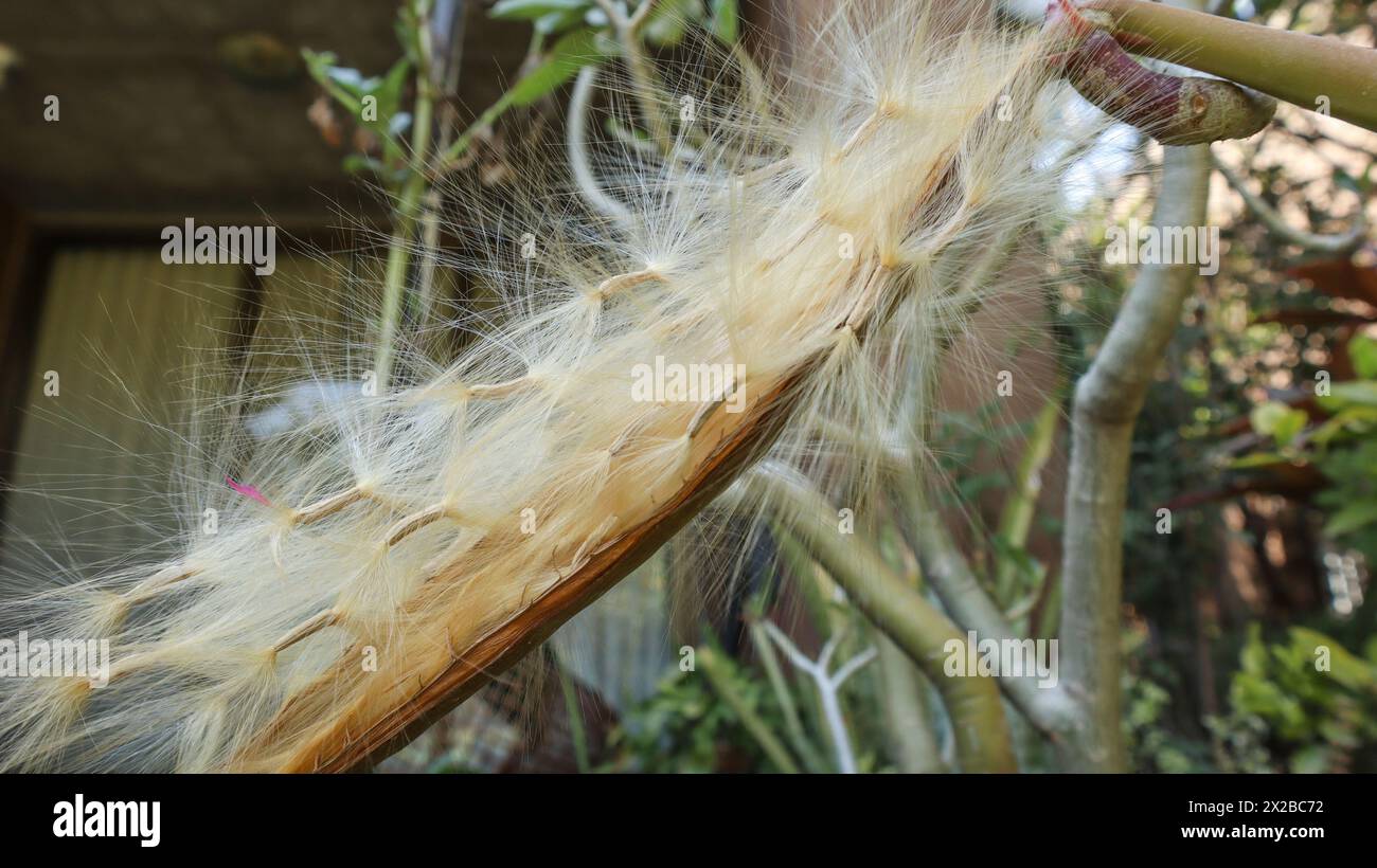 Adenium seed pods hi-res stock photography and images - Alamy