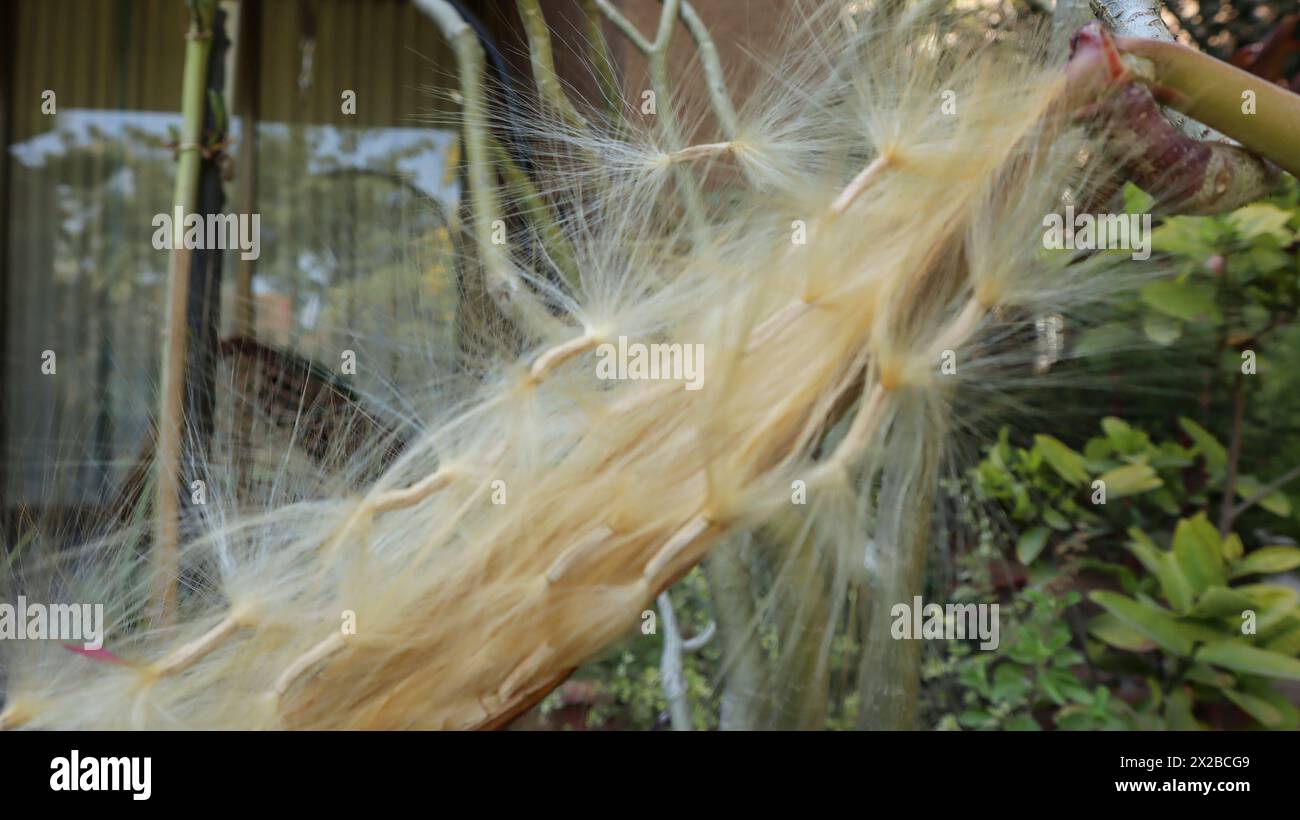 Adenium or Desert rose seed pods opened from pod. Adenium seeds Stock ...