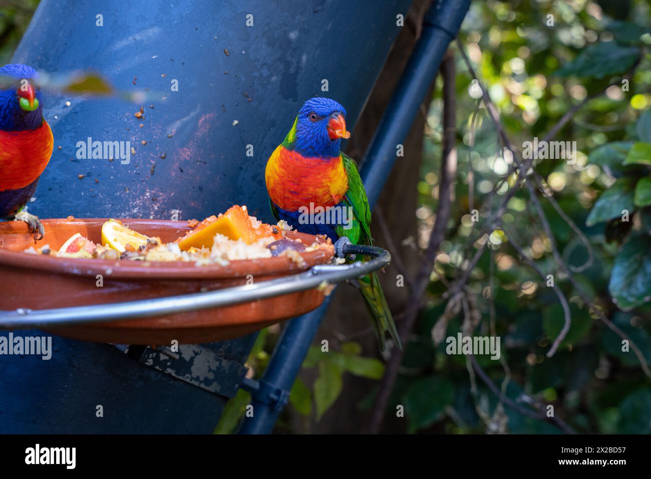 Parrot eating tree fruit hi-res stock photography and images - Alamy