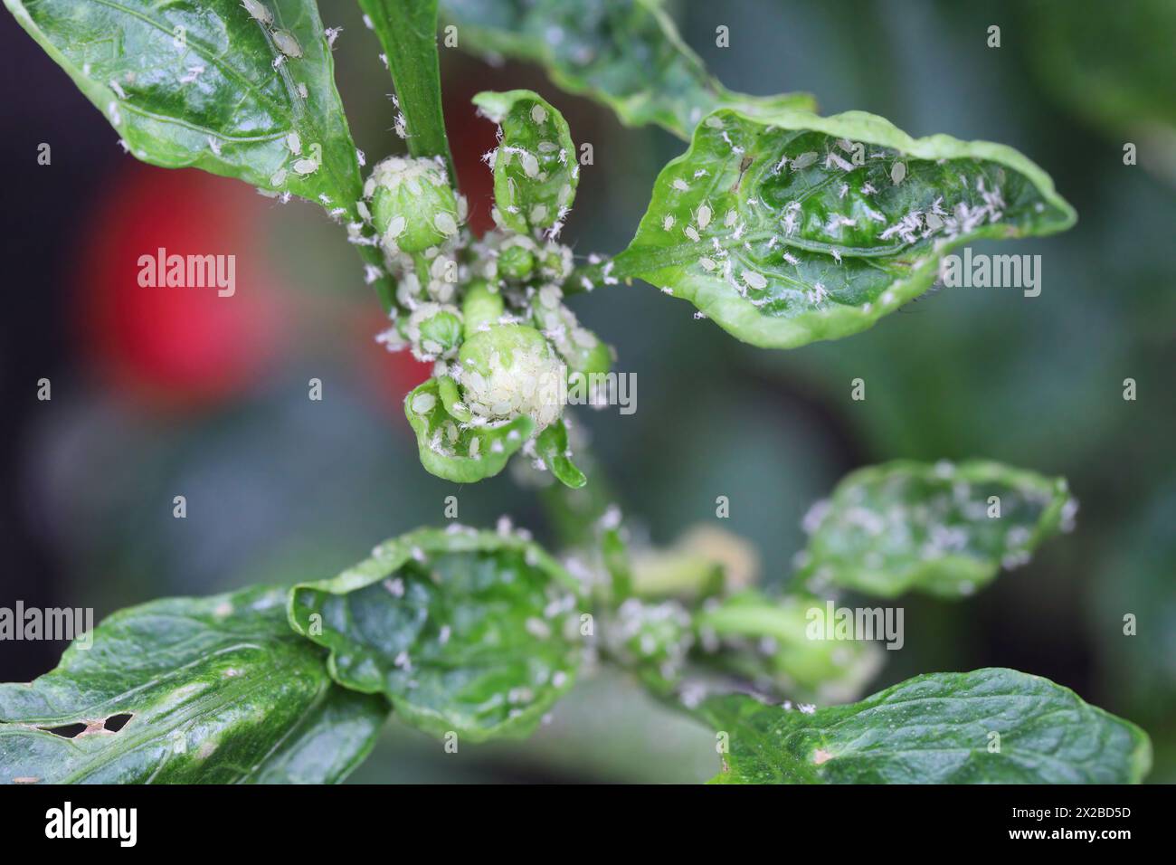 Glasshouse potato aphid Aulacorthum solani. Pests on peppers, mainly ...