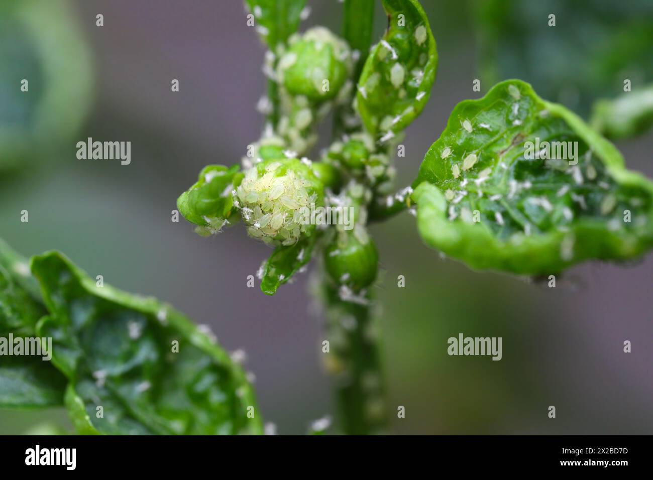 Glasshouse potato aphid Aulacorthum solani. Pests on peppers, mainly ...