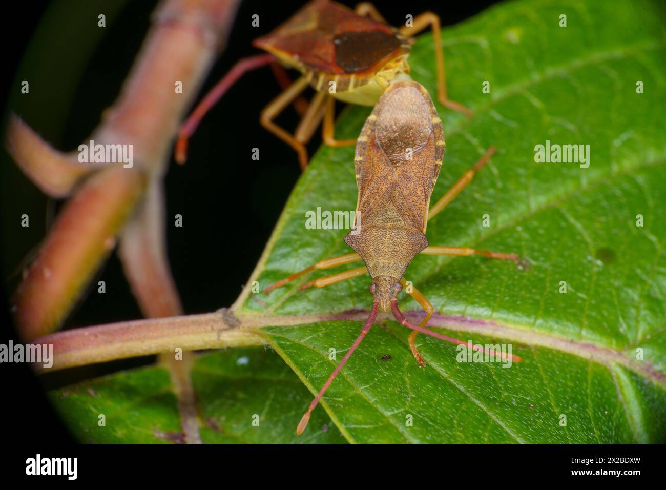 Genus gonocerus hi-res stock photography and images - Alamy