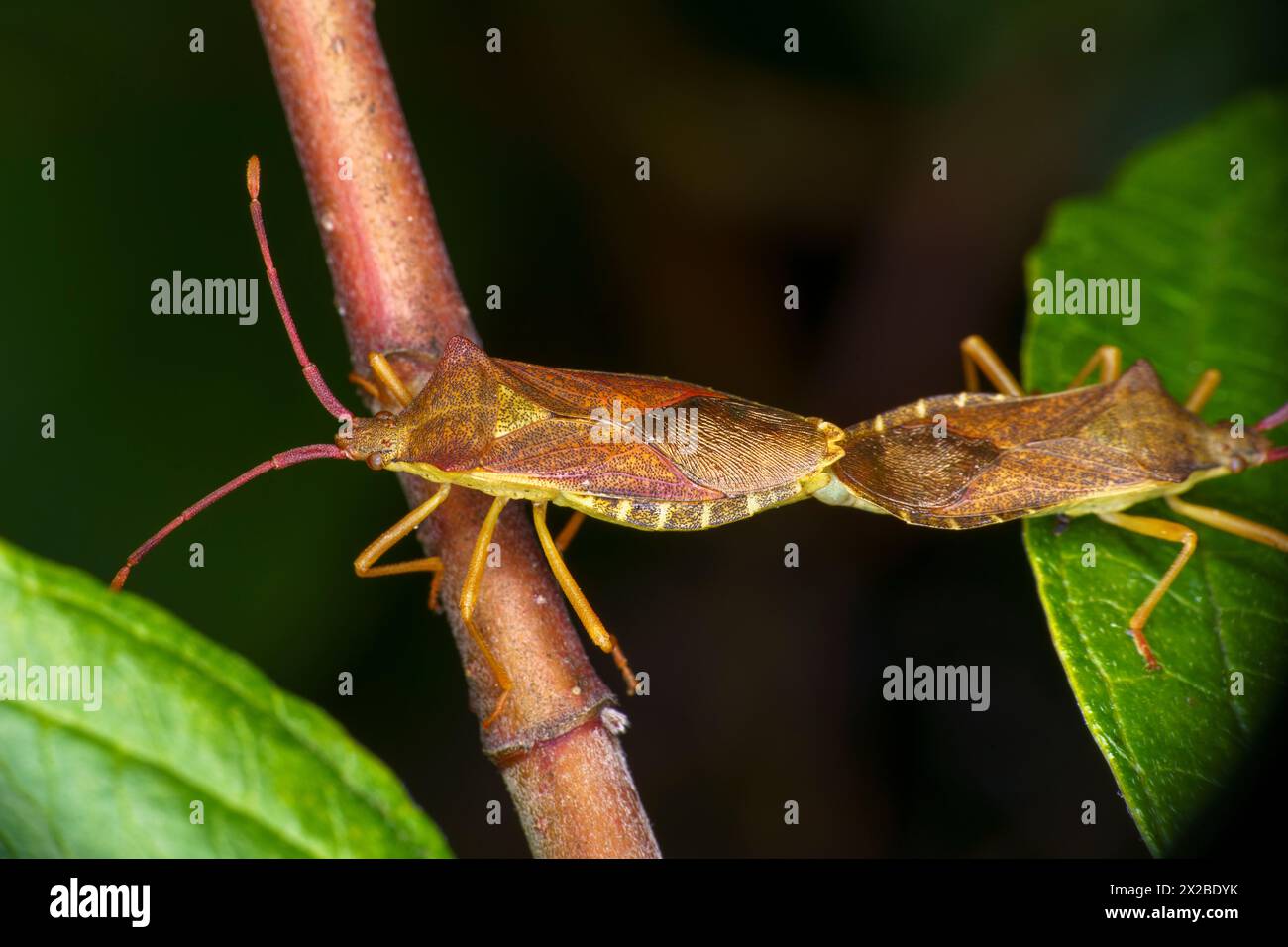 Gonocerus acuteangulatus Family Coreidae Genus Gonocerus Box bug wild nature insect wallpaper ...