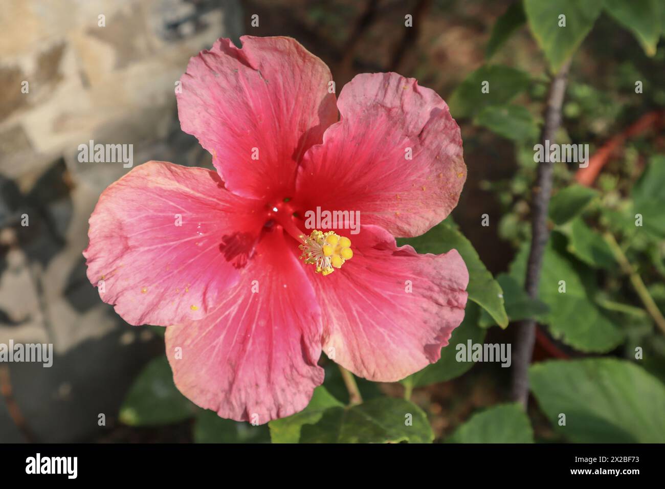 Phool hi-res stock photography and images - Alamy