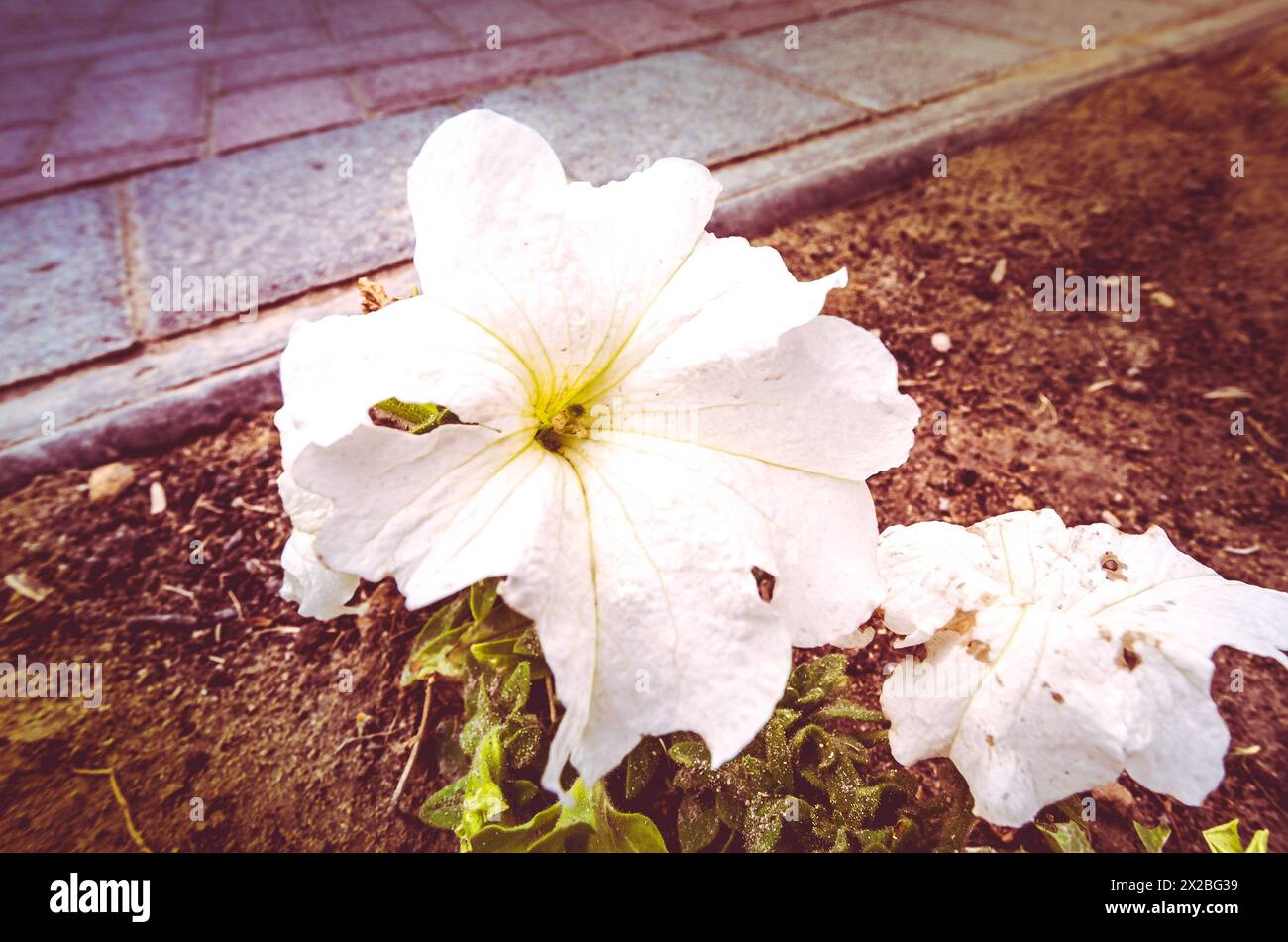 White flowers on the ground Stock Photo - Alamy