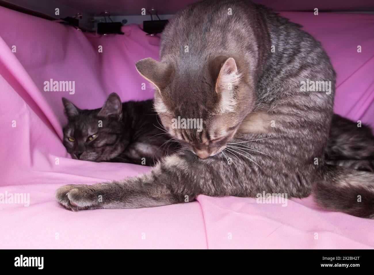 Domestic cat line up hi-res stock photography and images - Alamy