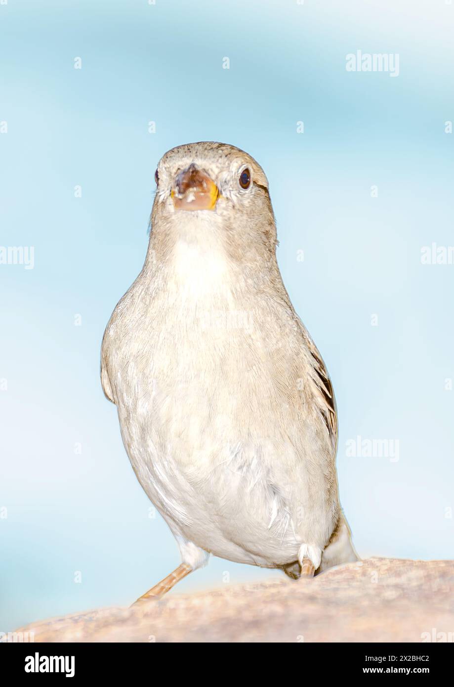 Al areen green wildlife park hi-res stock photography and images - Alamy