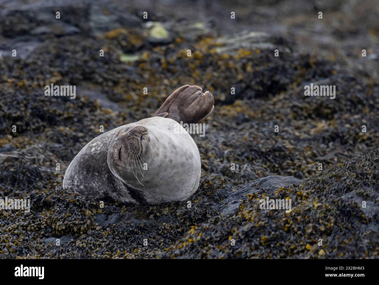 Seals on Shapinsay, Orkney Islands Stock Photo - Alamy