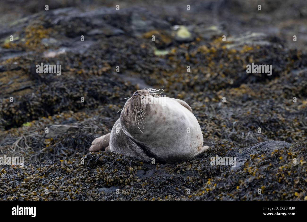 Shapinsay scotland hi-res stock photography and images - Alamy