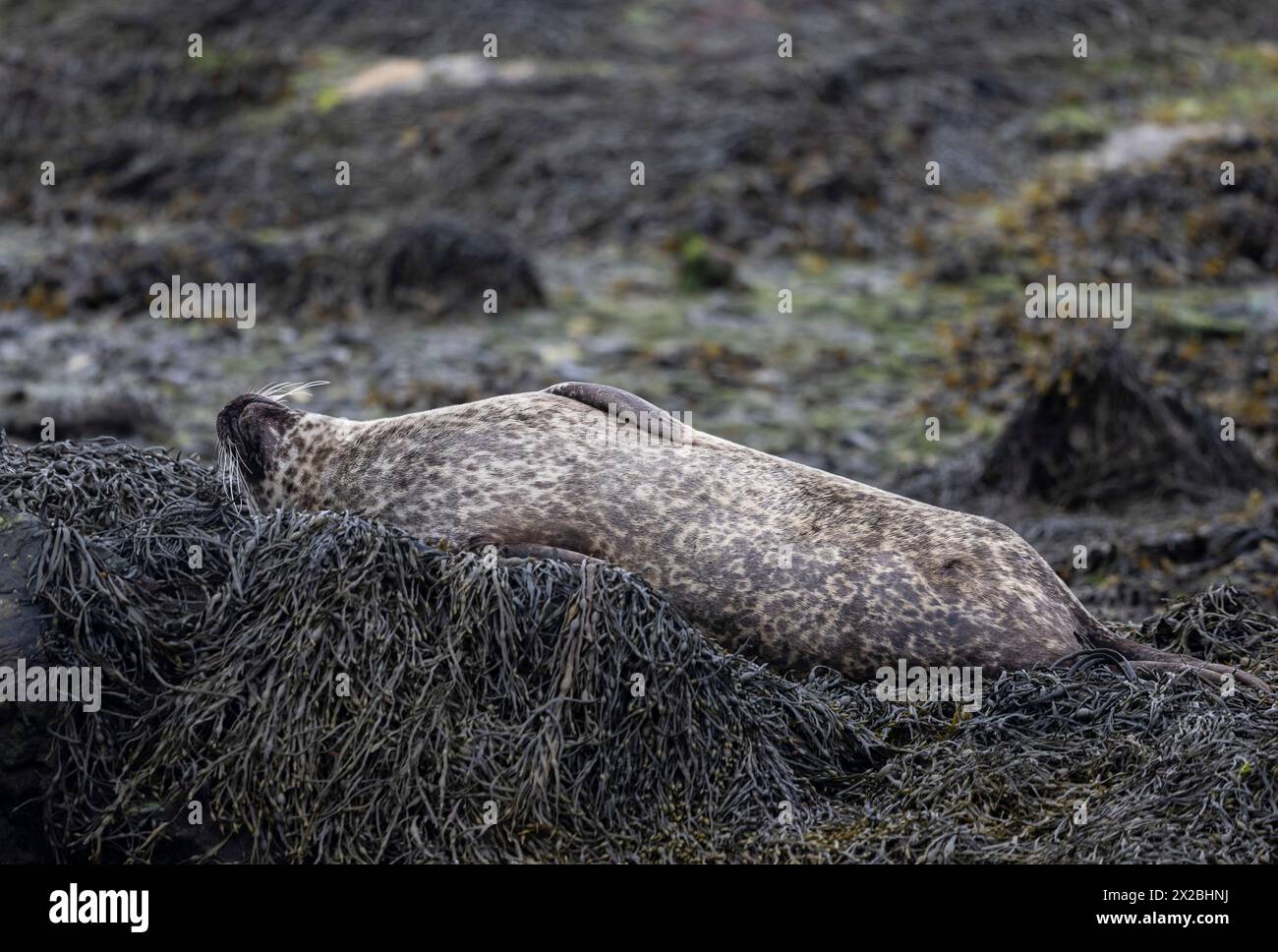 Seals on Shapinsay, Orkney Islands Stock Photo - Alamy