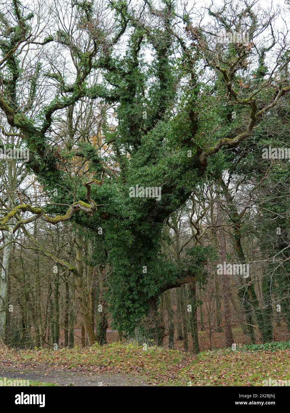 Ivy is a climbing plant. It provides habitat and food for animal ...