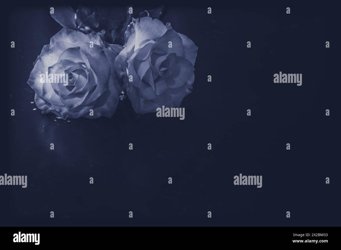 beautiful fresh pink roses flowers, black background, funeral concept ...