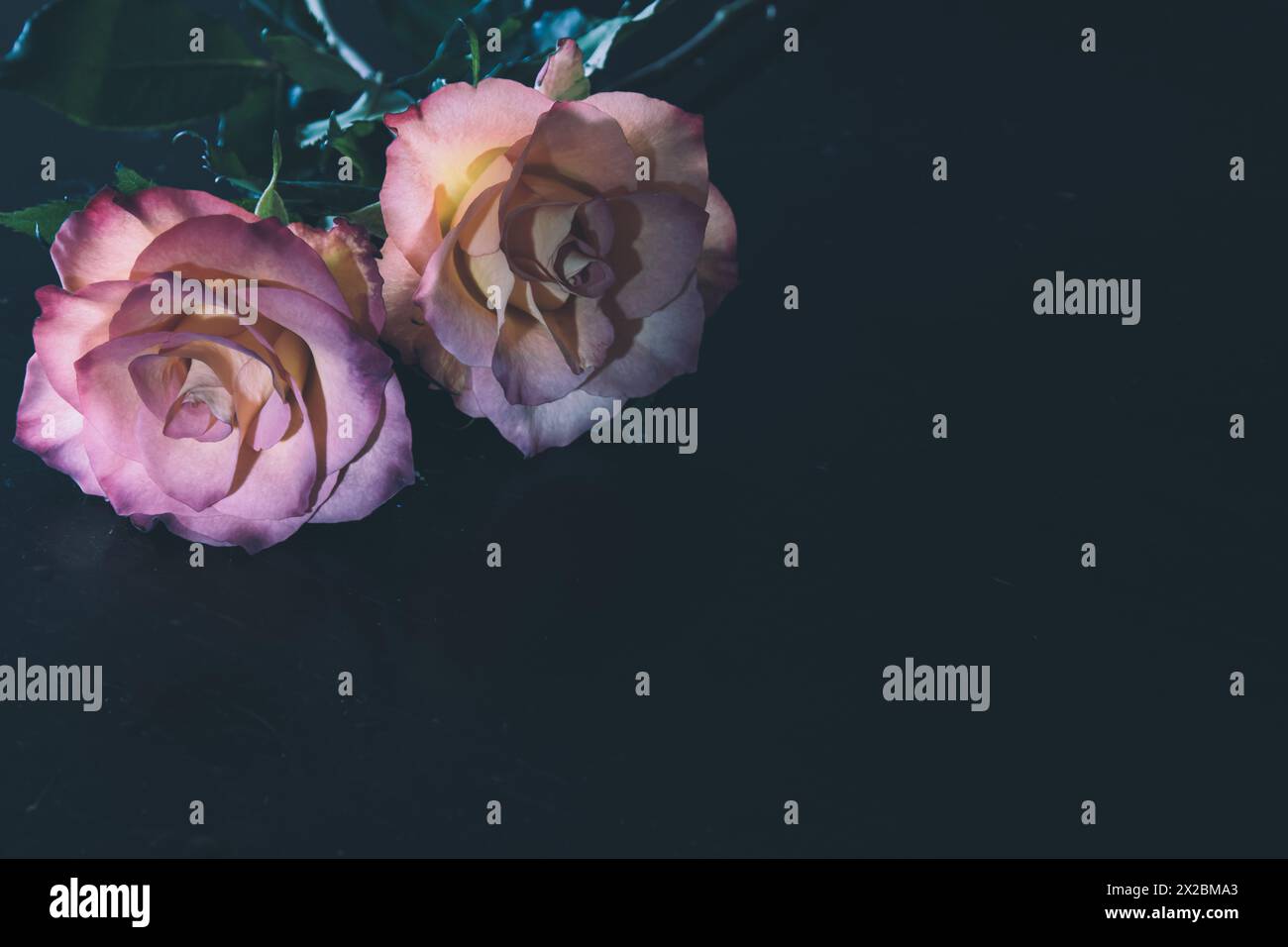 beautiful fresh pink roses flowers, black background, funeral concept ...