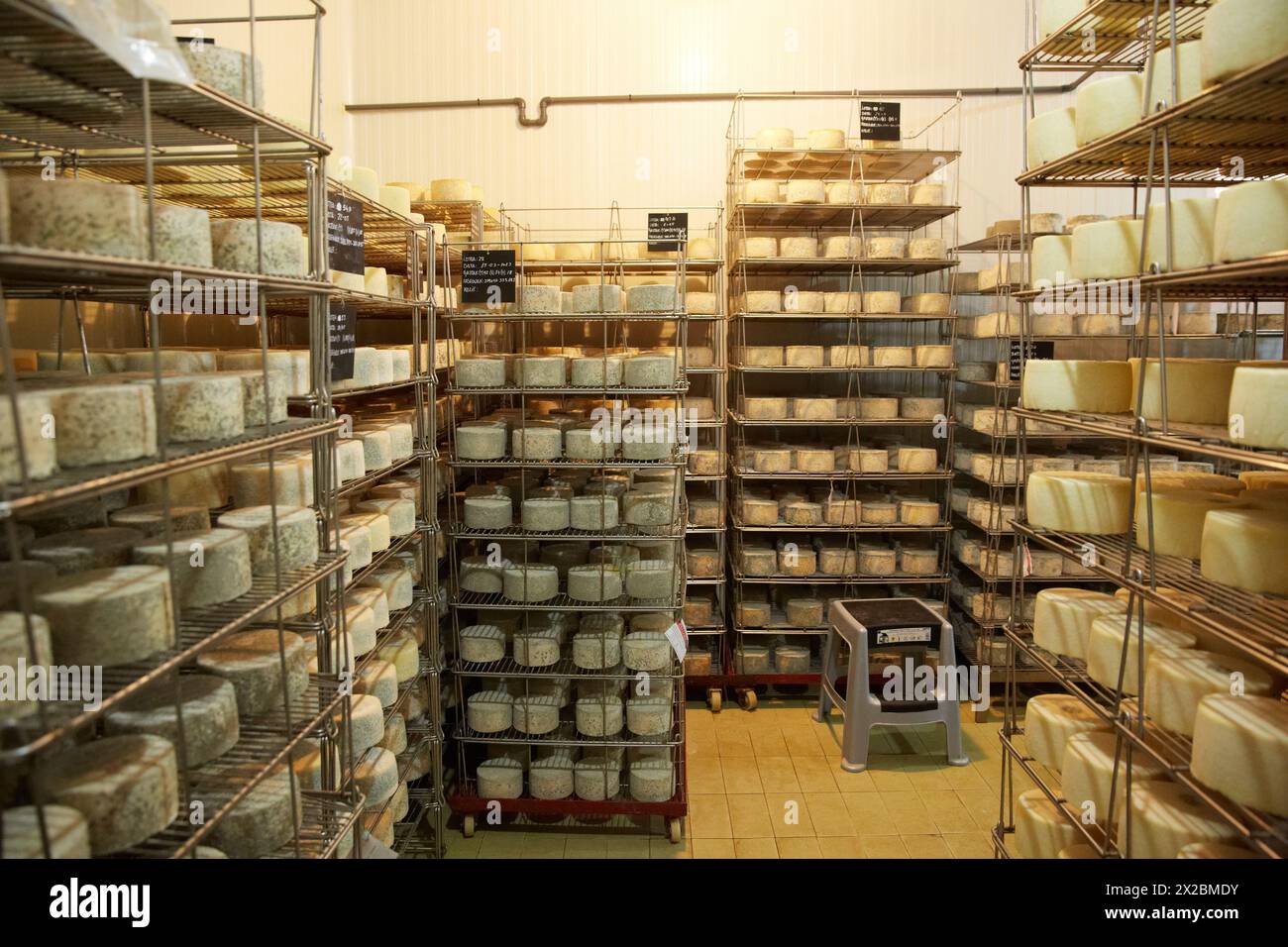 Making cheese from sheep´s milk Latxa Designation of origin ´Idiazabal ...