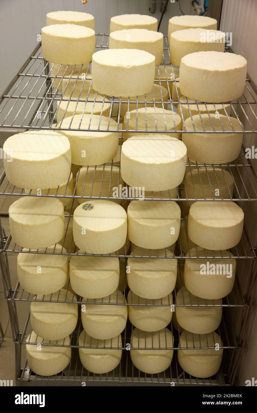 Making cheese from sheep´s milk Latxa Designation of origin ´Idiazabal ...