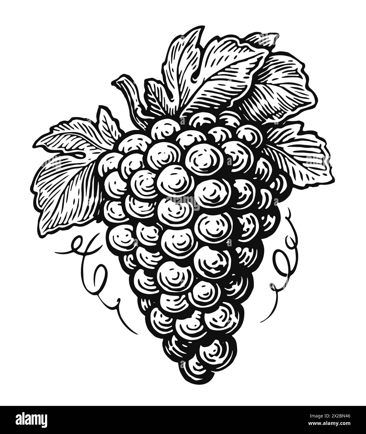 Hand drawn bunch of grapes vector. Wine vine sketch. Black and white ...