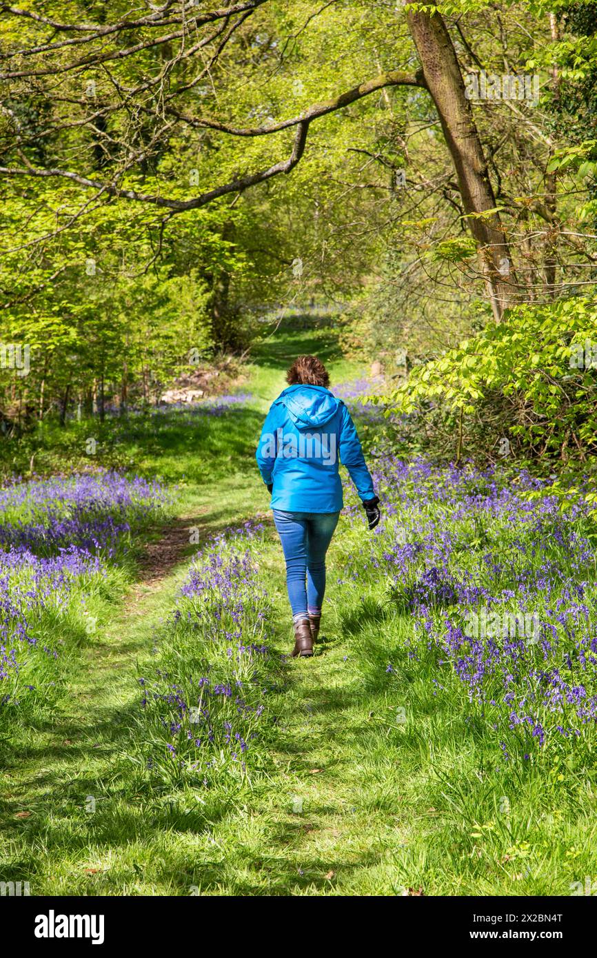 Woman walking along a woodland ride in springtime at Combermere Abbey ...