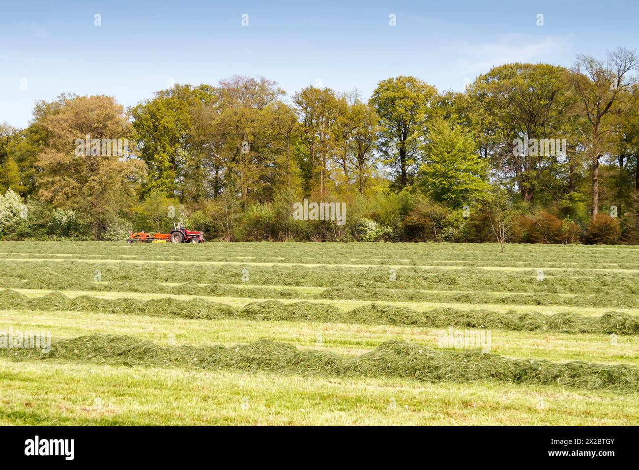 A red tractor pulls a swather grass mower, cutting through a hay field ...
