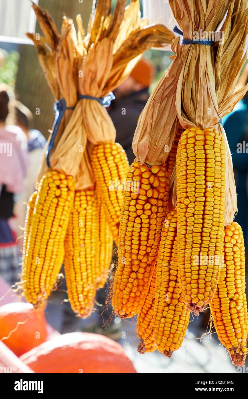 Corn cobs, Feria de Santo Tomás, The feast of St. Thomas takes place on ...