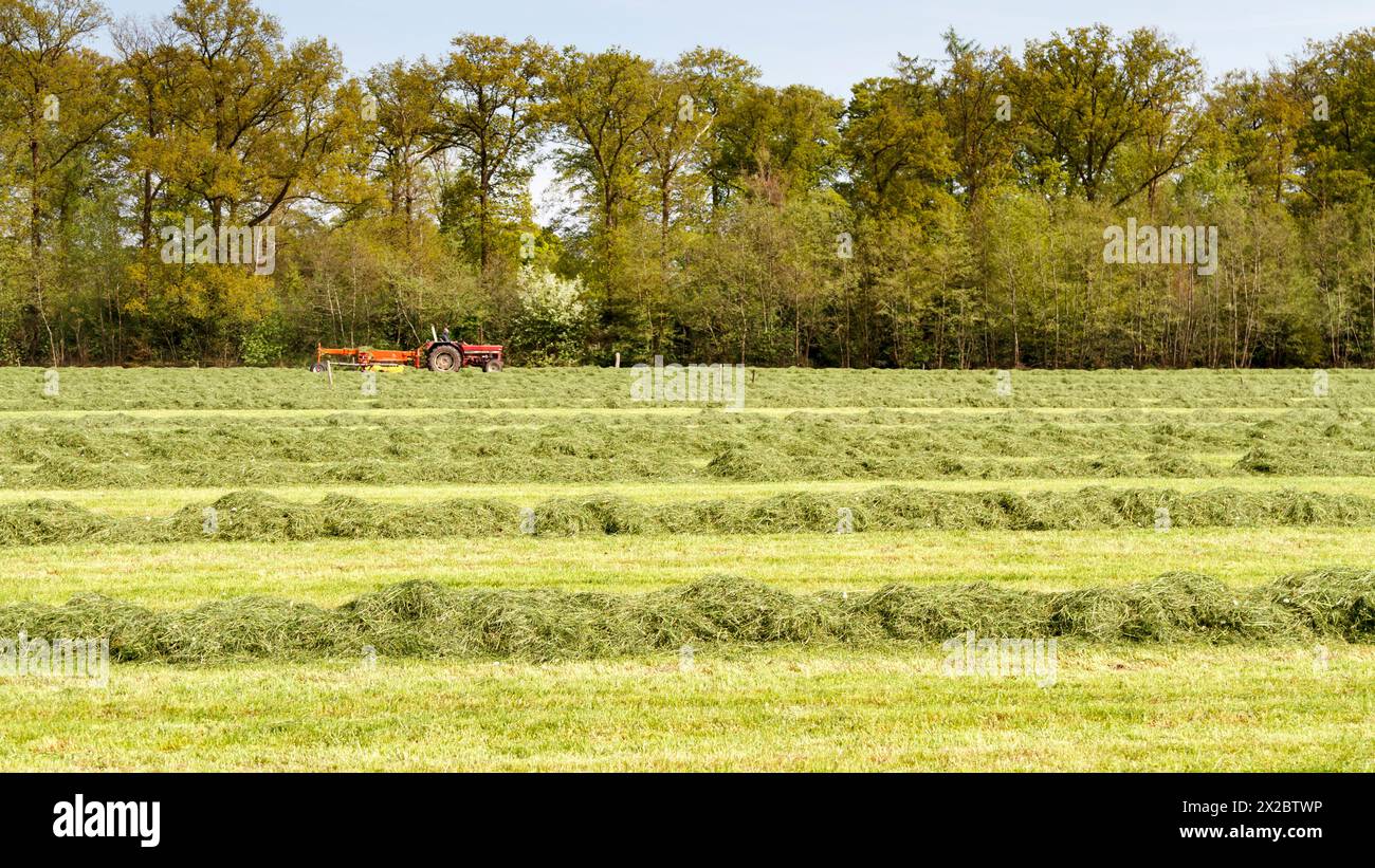 A red tractor pulls a swather grass mower, cutting through a hay field ...