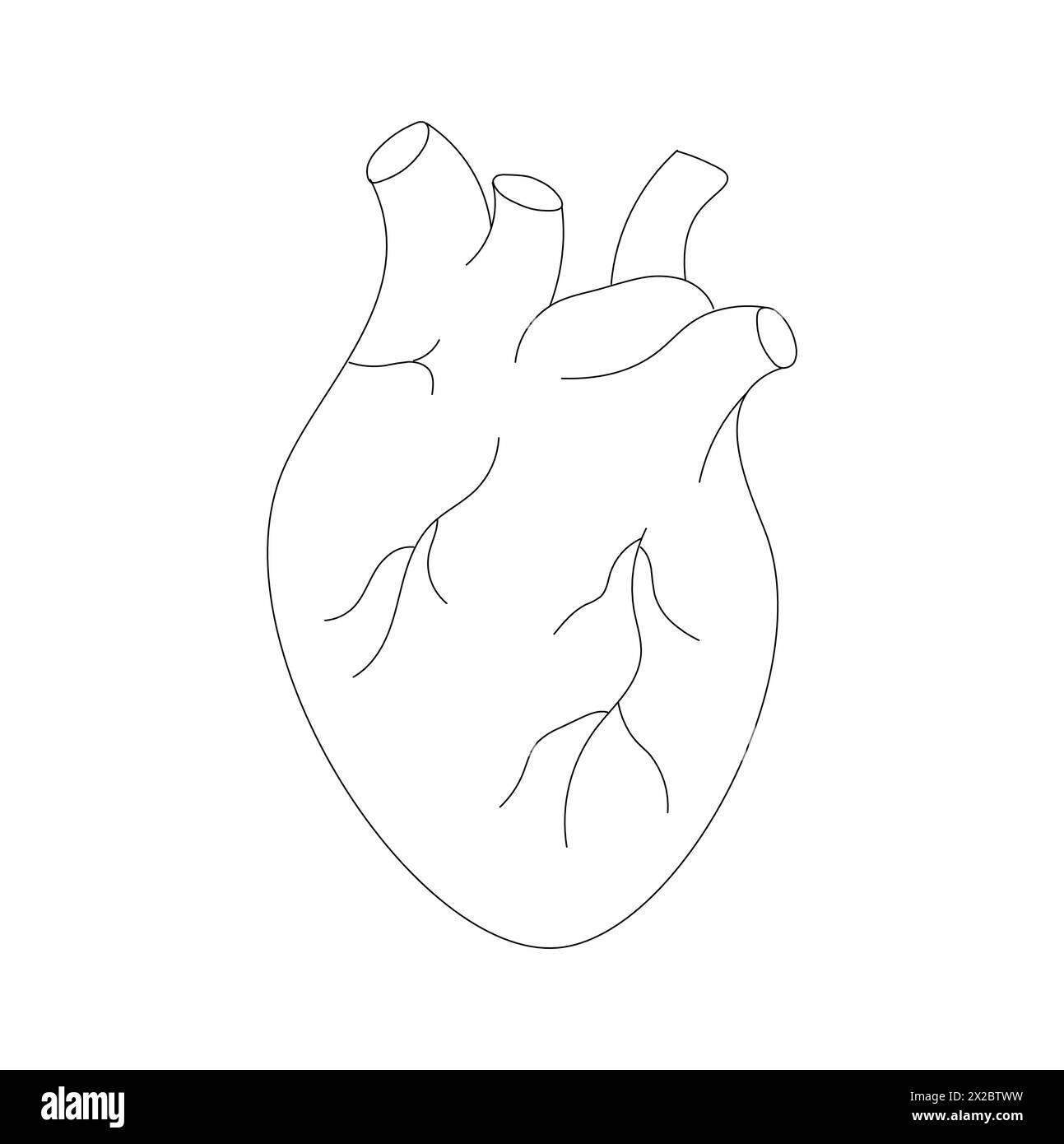 Heart Line Art Biological Heart Minimalist Drawing Vector Heart Icon Illustration Stock