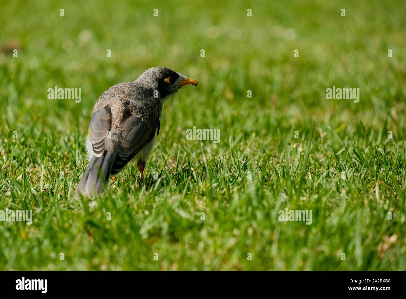 A captivating close-up of an Australian bird gazing right amidst lush ...