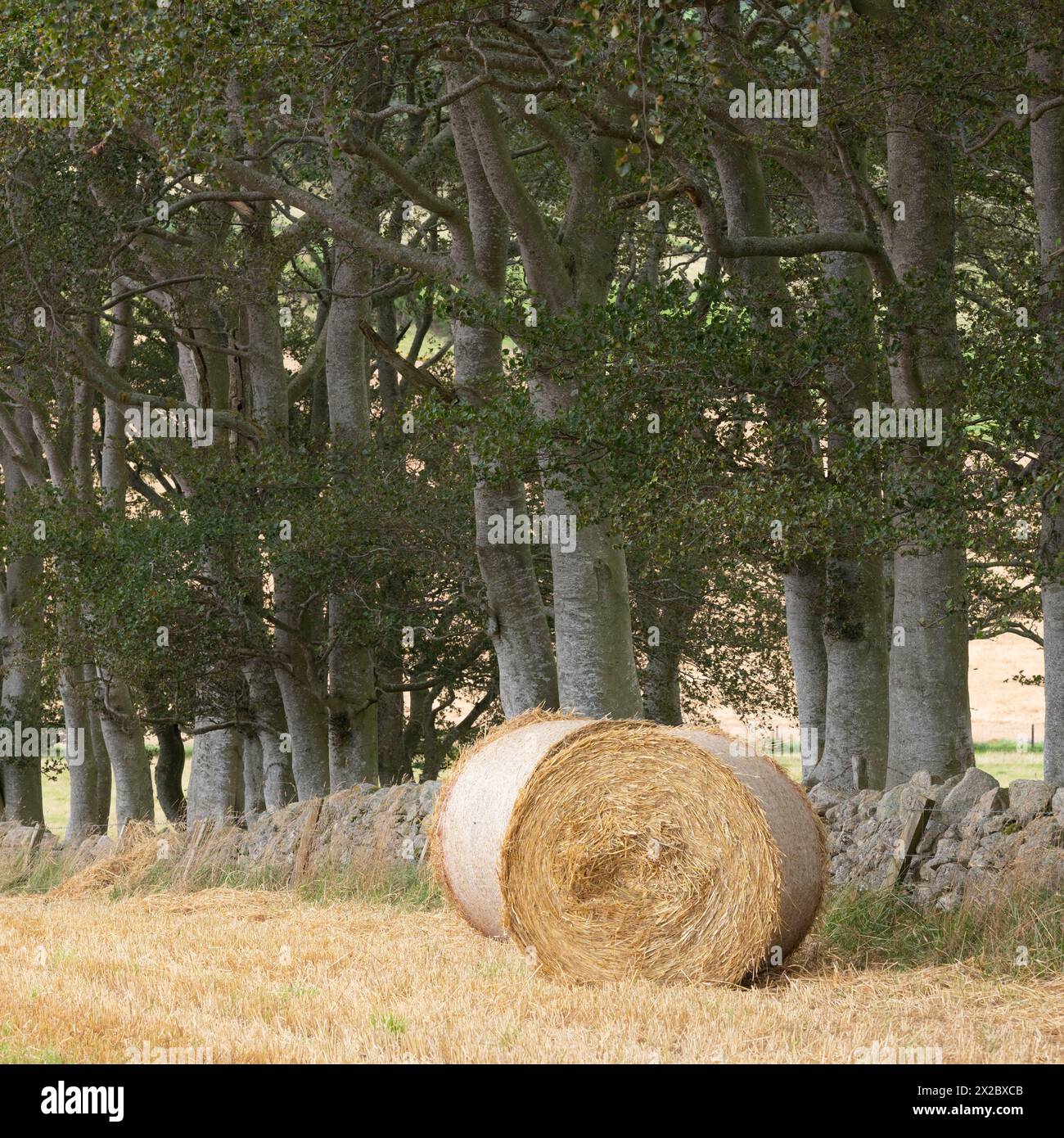 Two Round Bales of Straw in a Stubble Field Beside a Dry Stone Wall & a ...