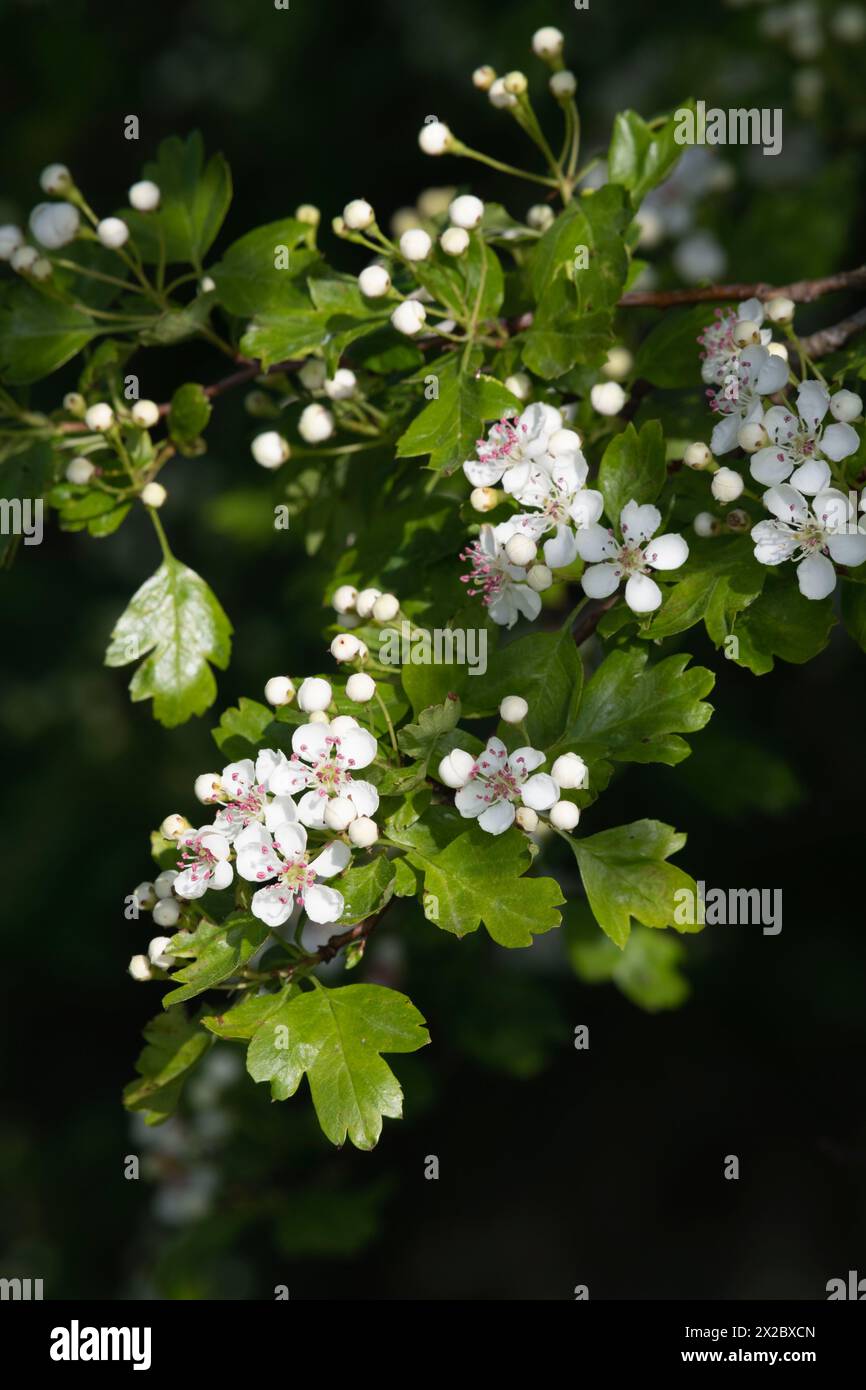 White Flowers and Flower Buds Set Against the Vivid Green Leaves on a ...