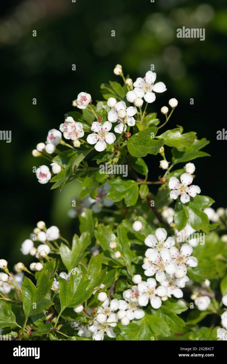 A Stem on a Common Hawthorn Bush (Crataegus Monogyna) with White ...