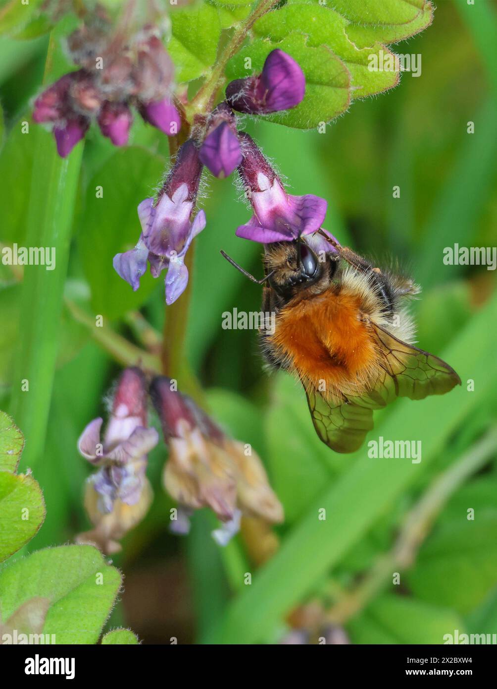 21st april 2024 uk hi-res stock photography and images - Alamy