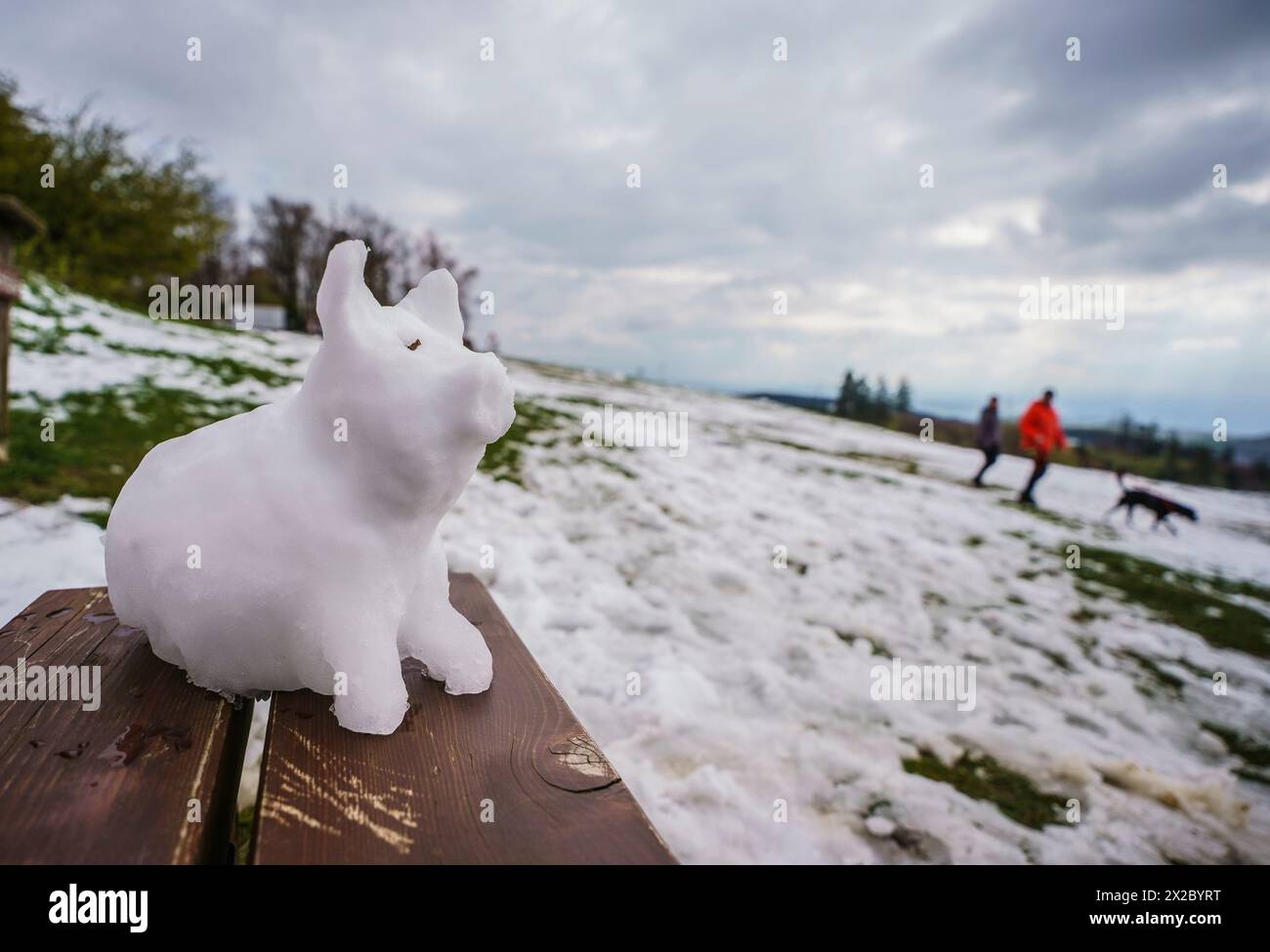 Schotten, Germany. 21st Apr, 2024. A cute little pig made of snow ...