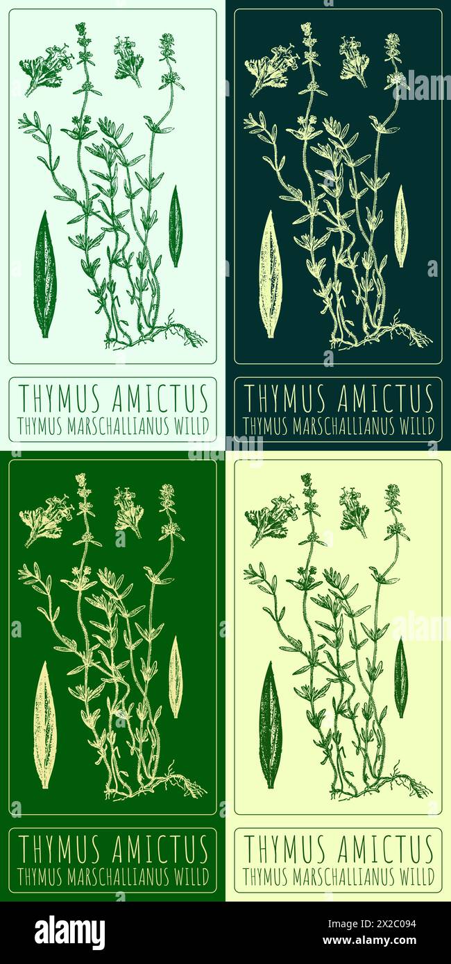 Vector drawing THYMUS AMICTUS. Hand drawn illustration. The Latin name is THYMUS MARSCHALLIANUS ...