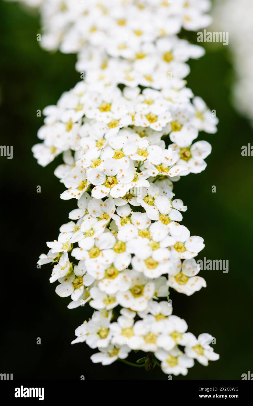 Ein Zweig voller Blüten Stock Photo - Alamy
