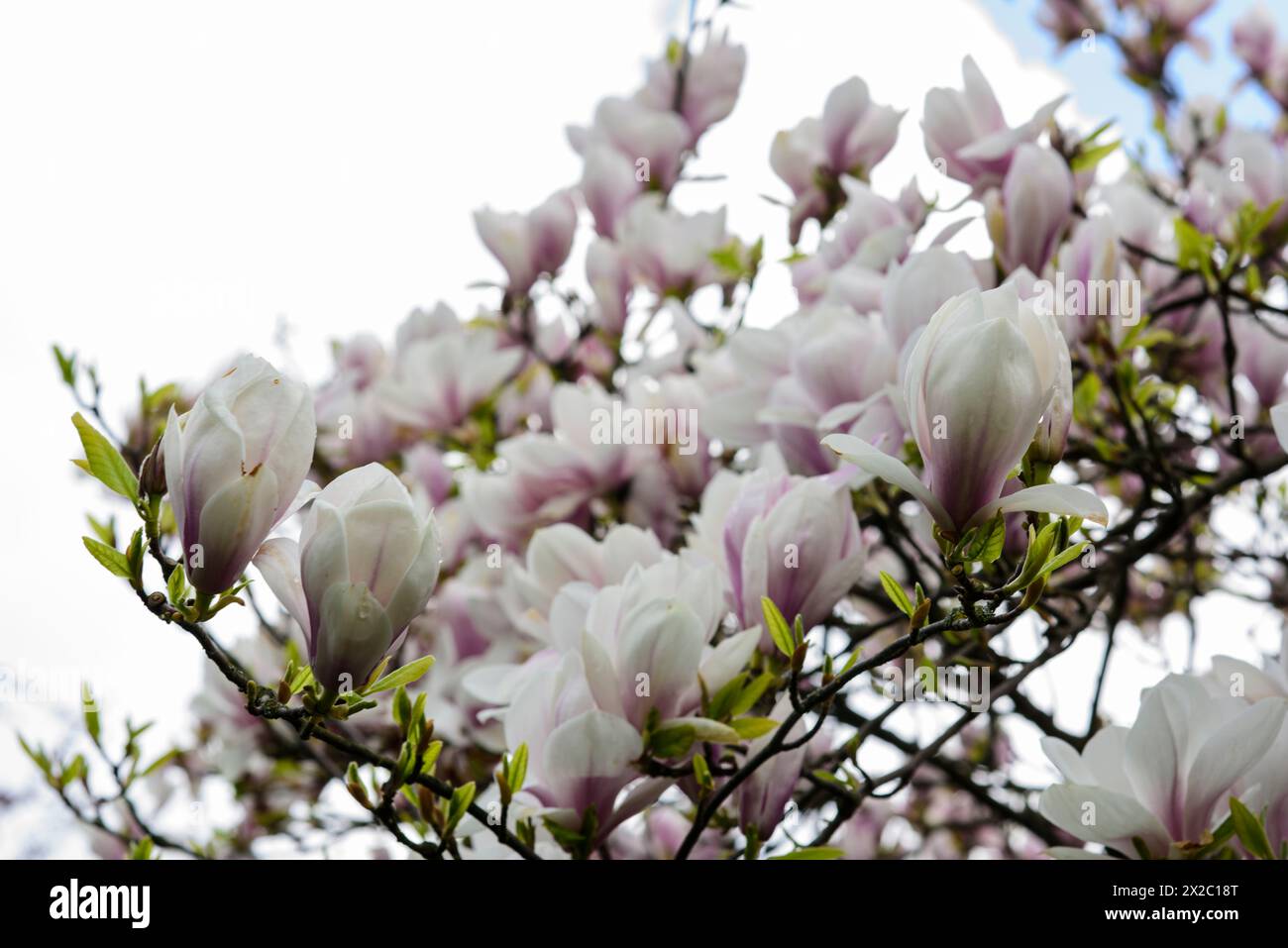 Magnolienbaum hi-res stock photography and images - Alamy