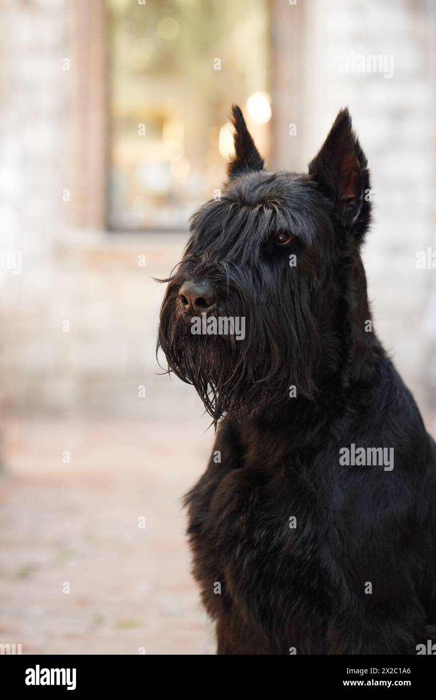 A Thoughtful Black Schnauzer Gazes Into The Distance Its Expressive