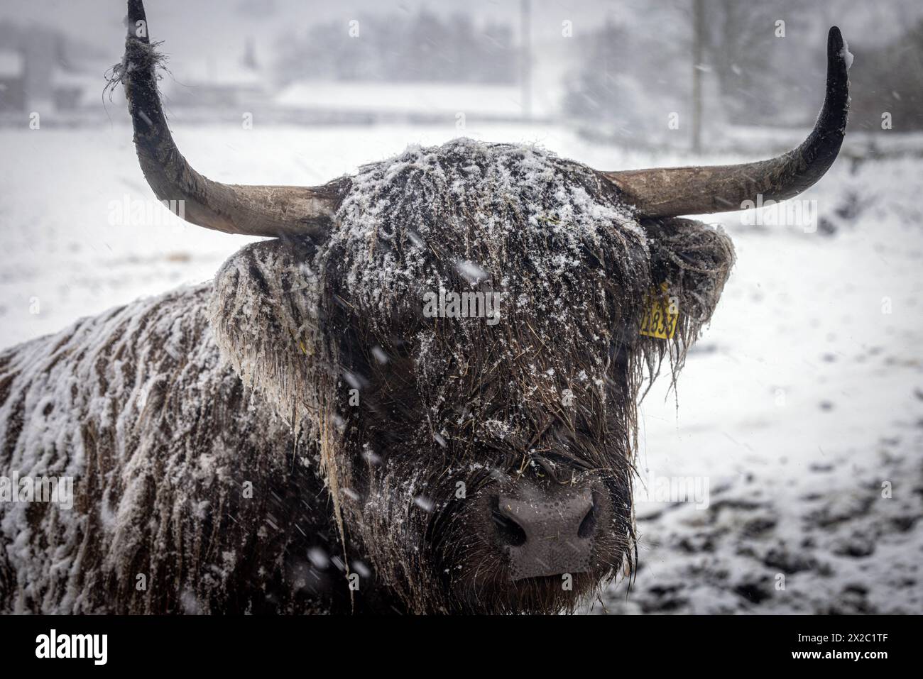 A highland cow during a snowstorm Stock Photo - Alamy