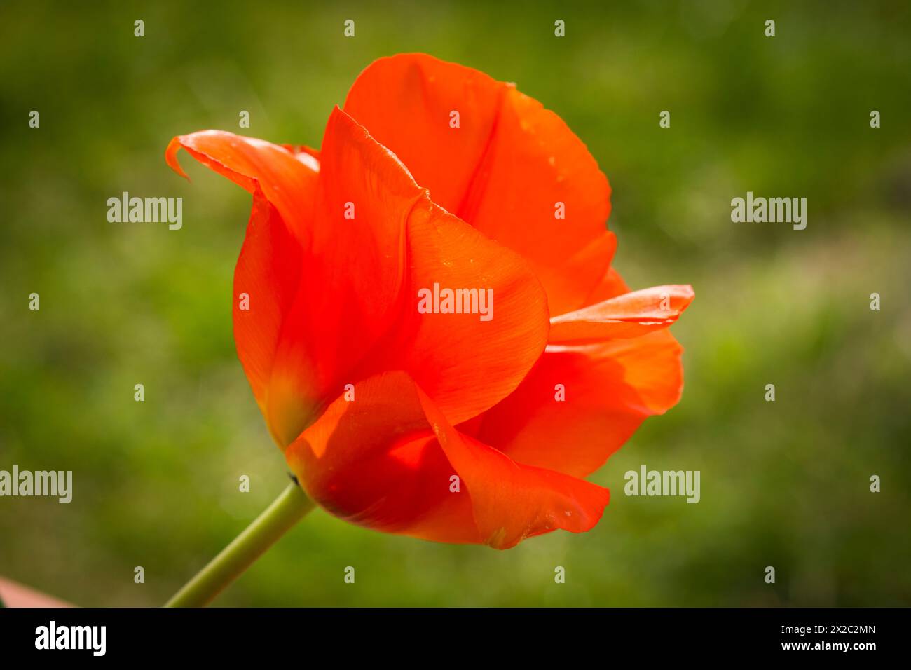 Tulpen im gras hi-res stock photography and images - Alamy