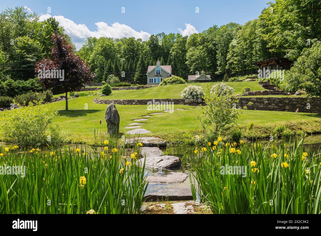 Flagstone path across pond with yellow Iris pseudacorus 'Variegata ...