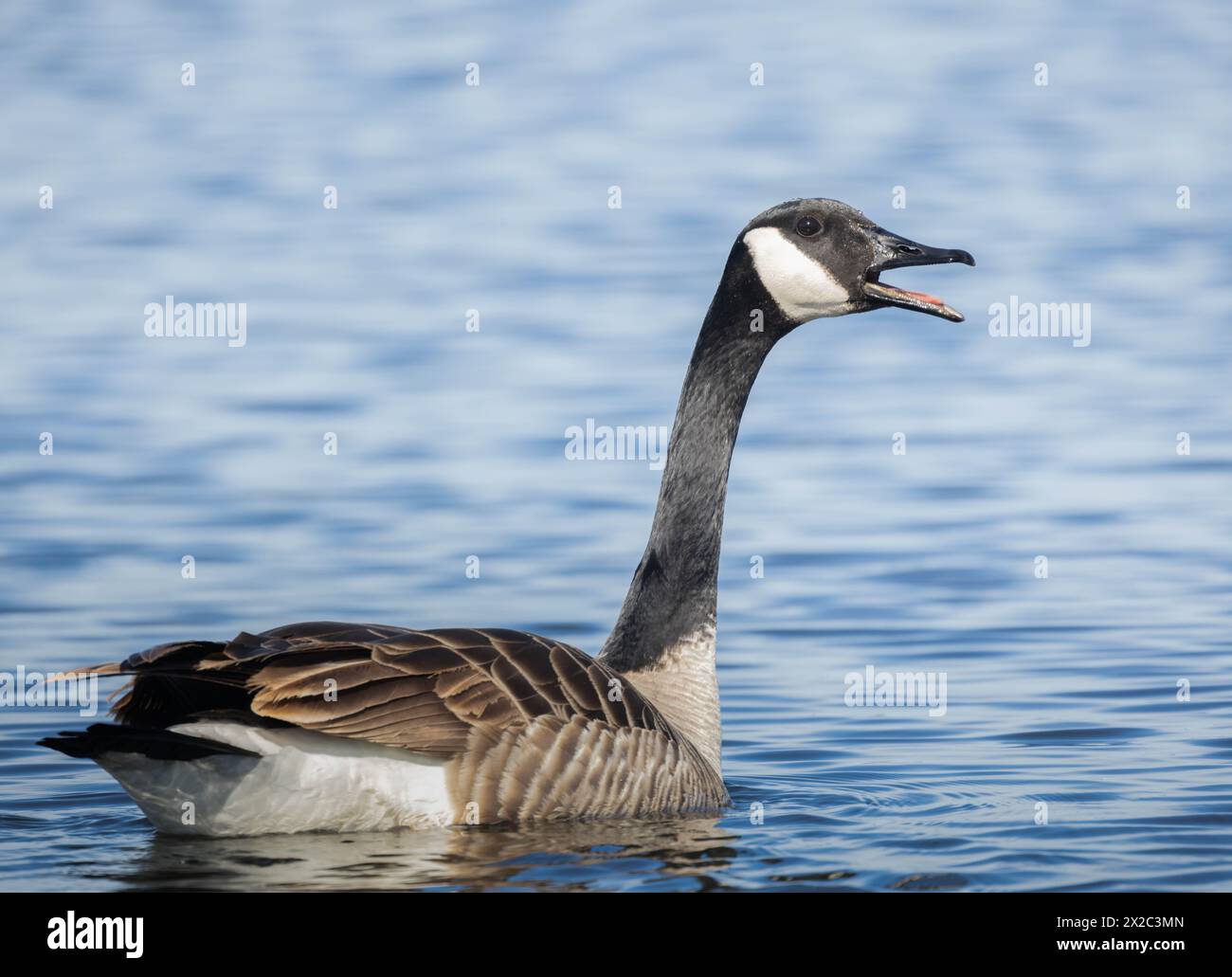 Canada goose honking hi-res stock photography and images - Alamy