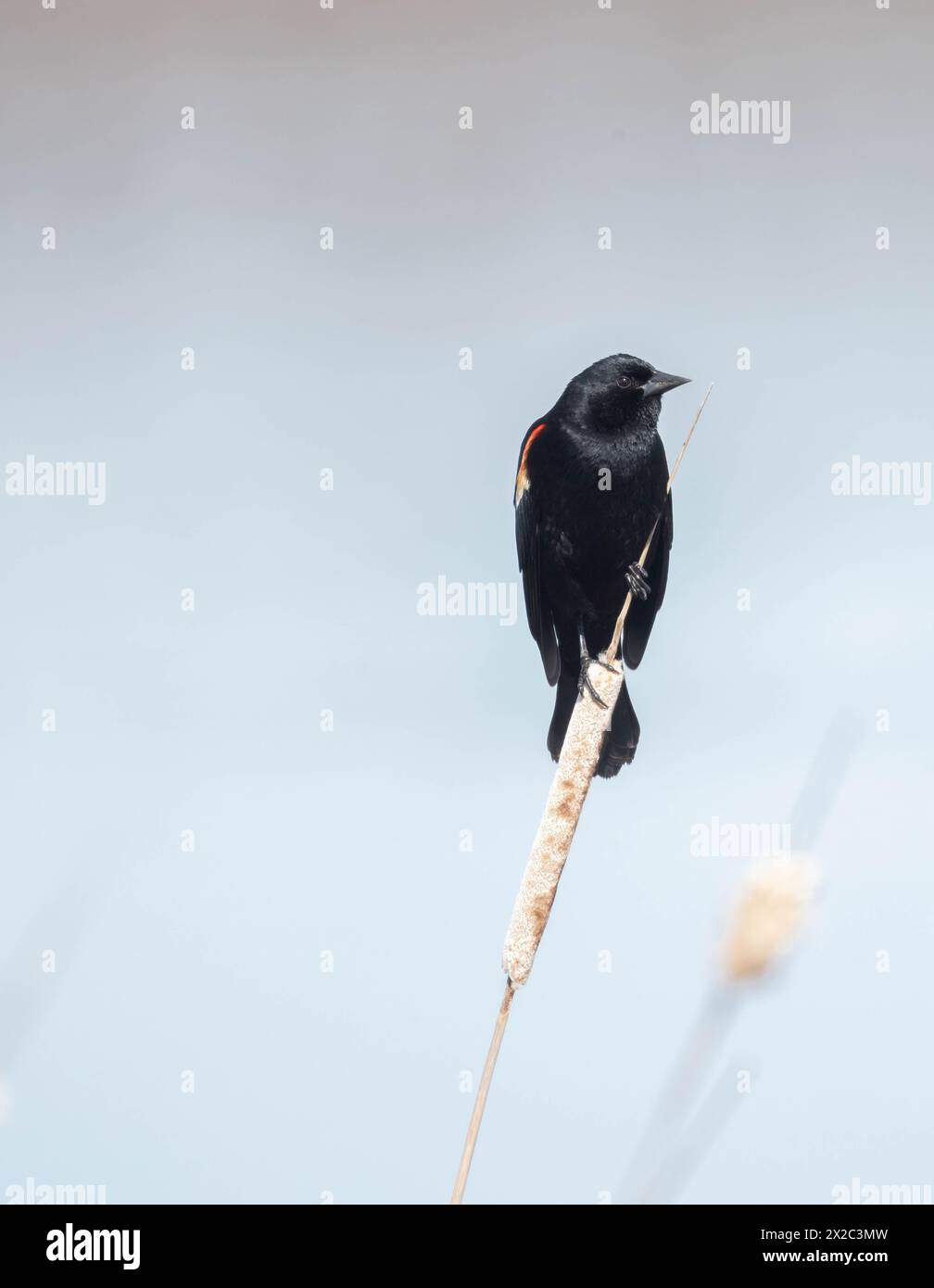 Male Red-winged Blackbird on a cattail with soft blue and pink ...