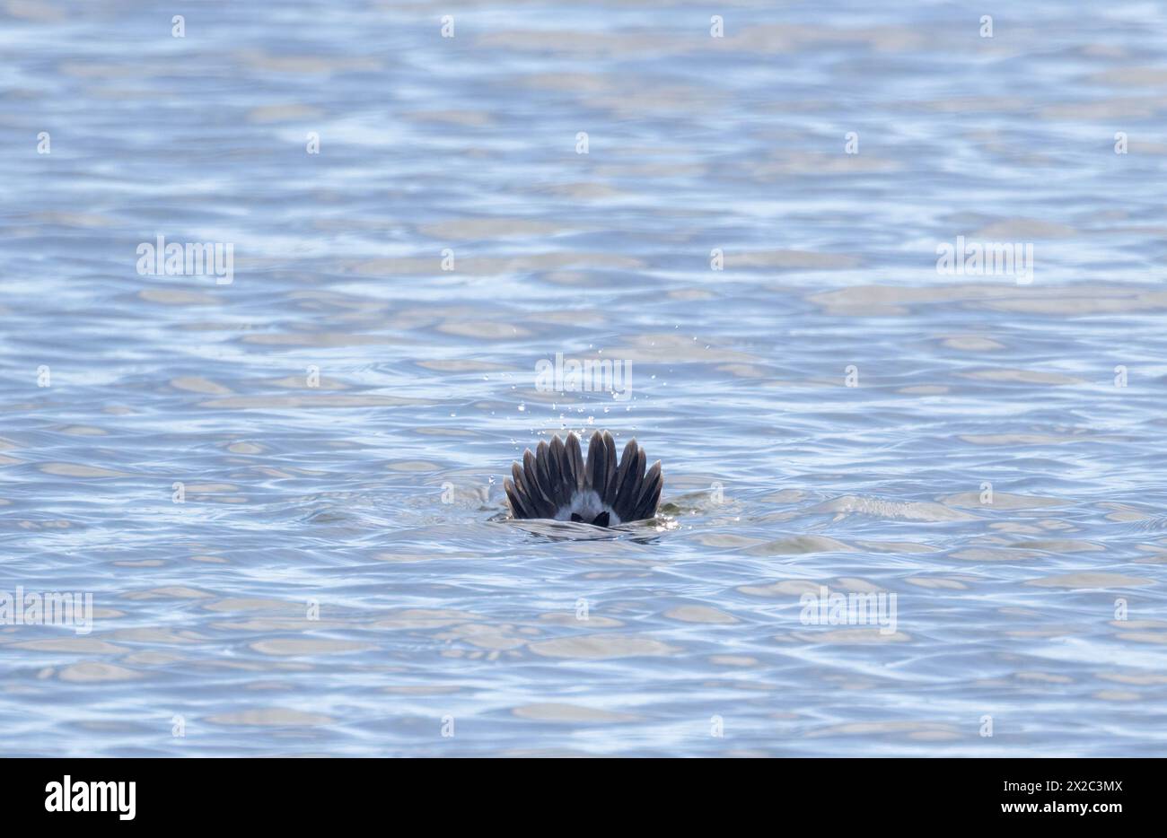 Duck tail hi-res stock photography and images - Alamy