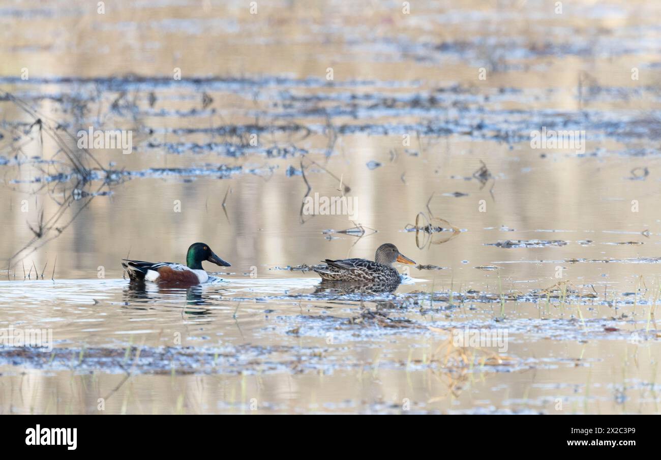 Mated pair of Northern Shoveler Ducks on water in spring in Ontario ...