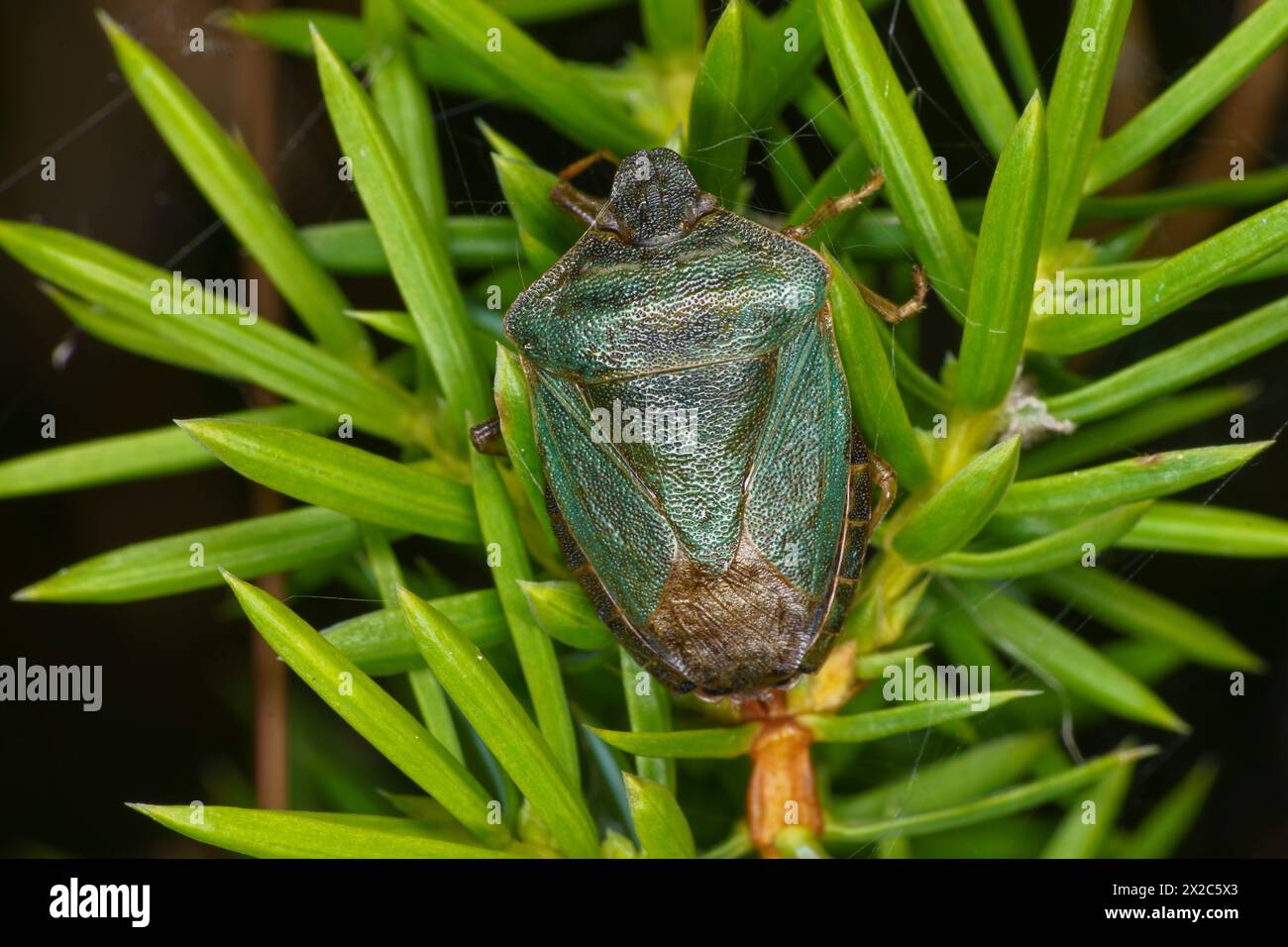 Palomena prasina Family Pentatomidae Genus Palomena Green shield bug ...