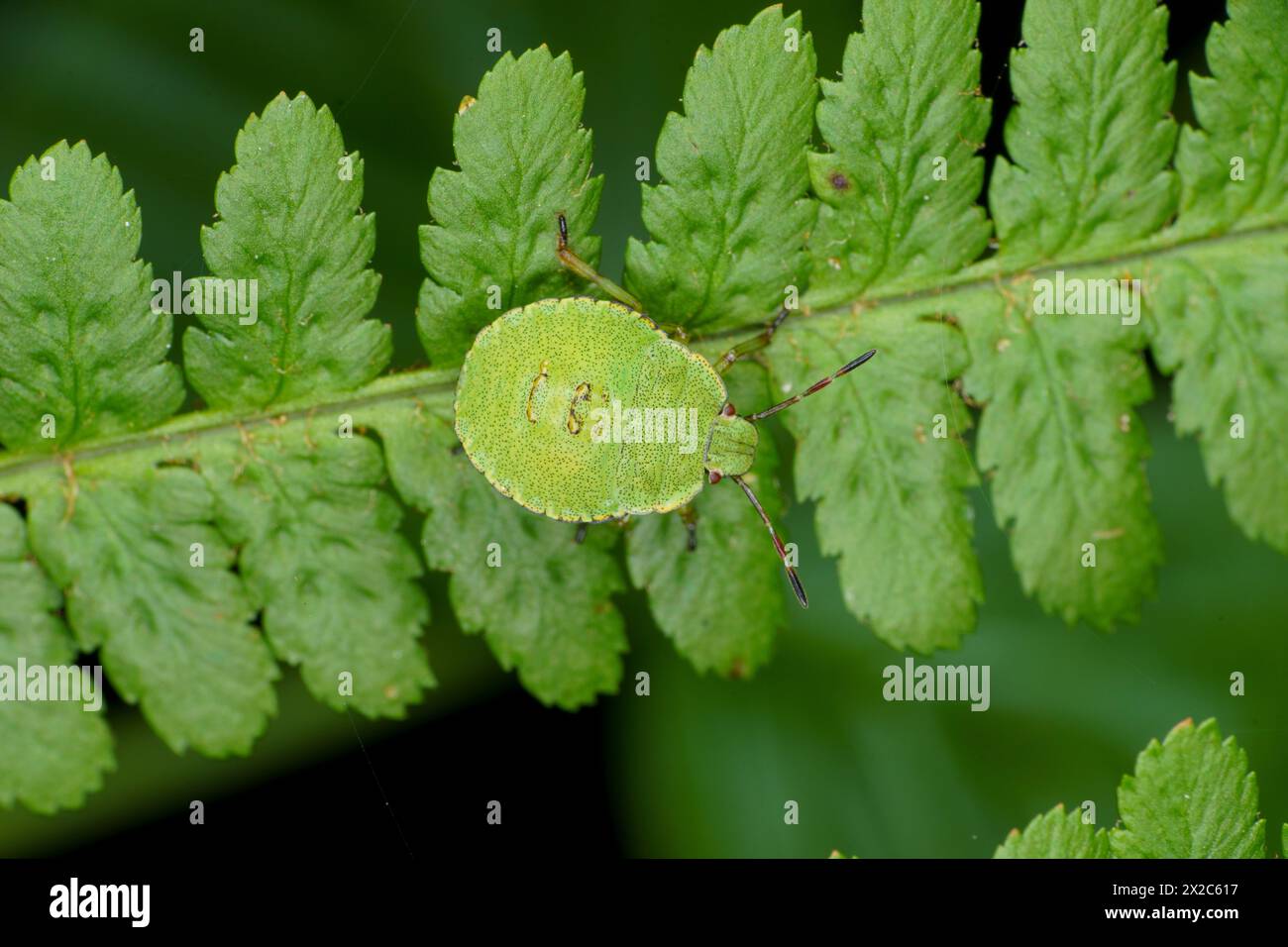 Palomena prasina Family Pentatomidae Genus Palomena Green shield bug ...