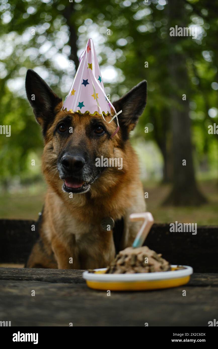 Female German Shepherd wears a pink paper cap. Cute pet at wooden table ...