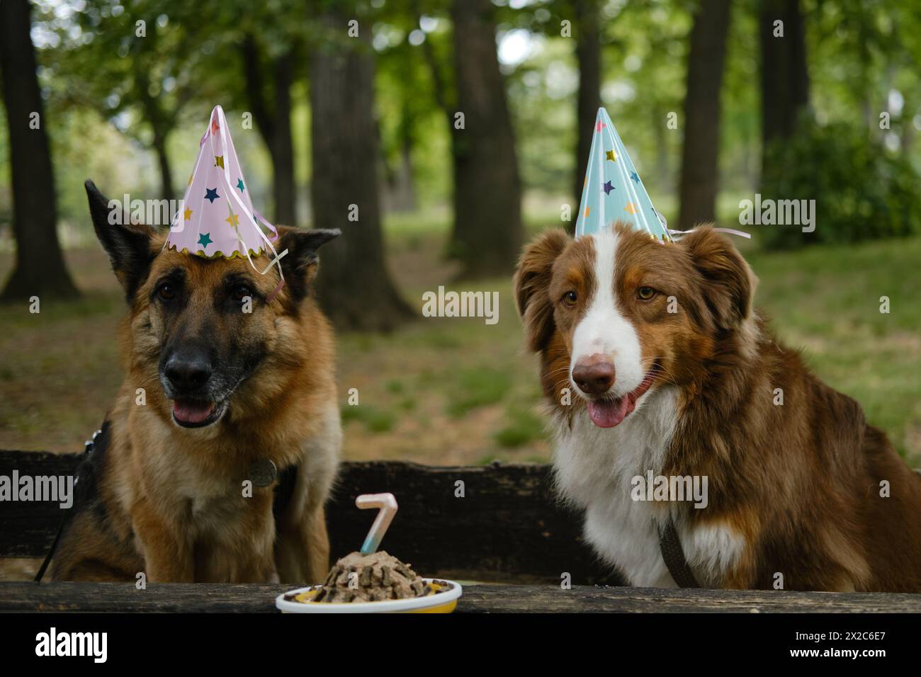 German Shepherd wears a pink paper cap, Australian Shepherd wears a ...