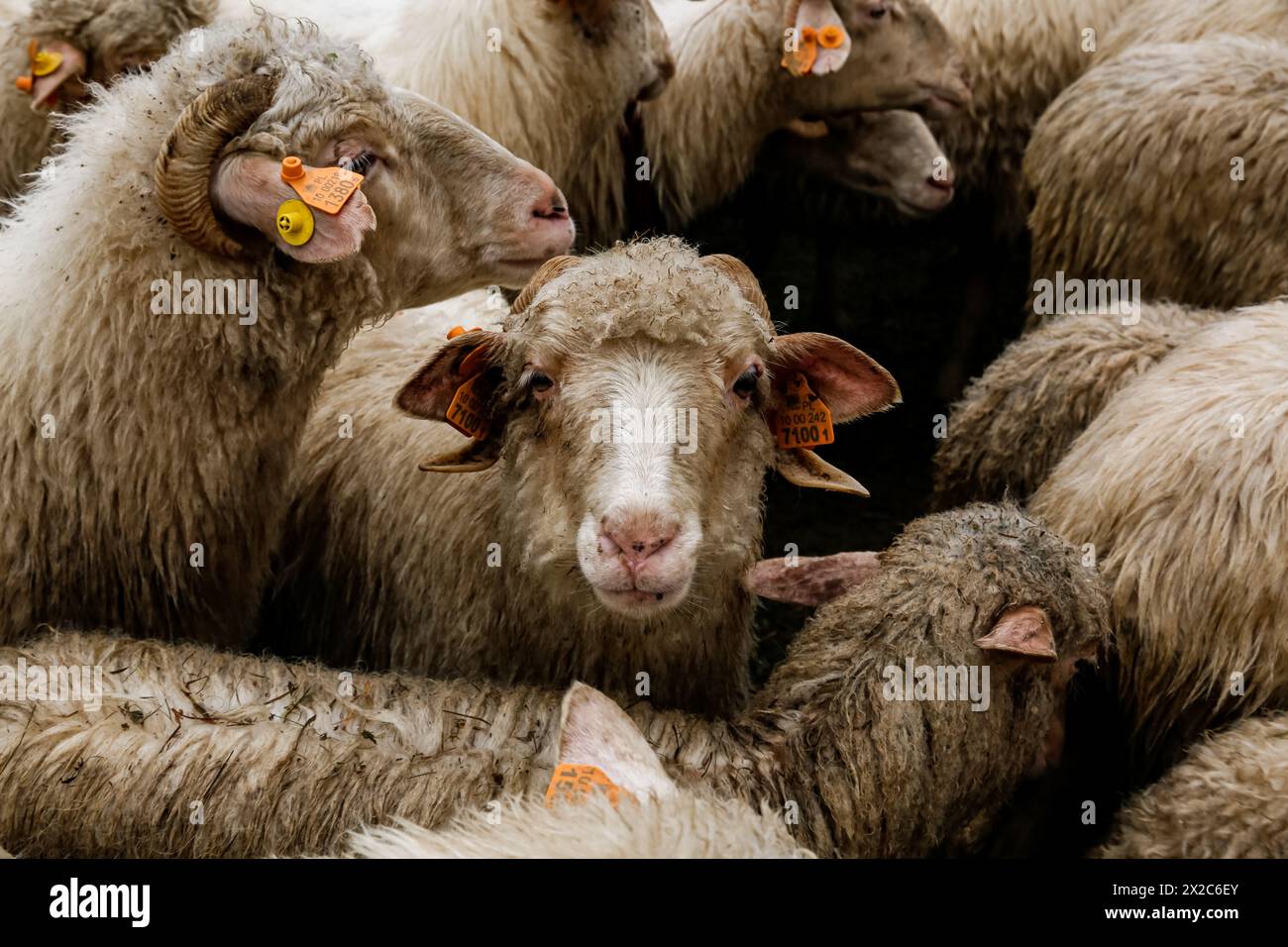 Sheep crown as grazing season begins with traditional folklore and ...