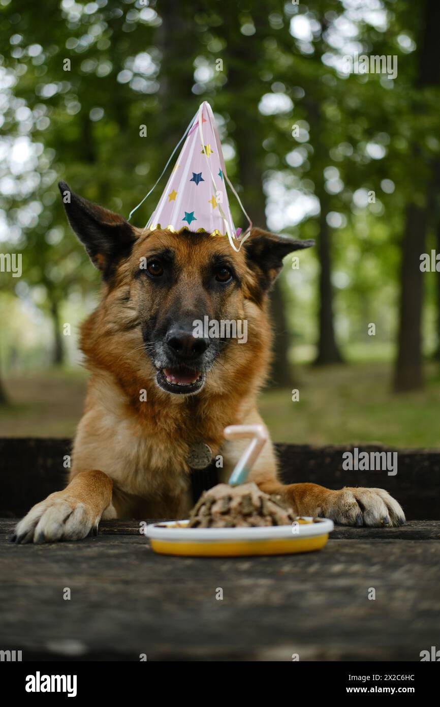 Female German Shepherd wears a pink paper cap. Cute pet at wooden table ...